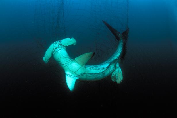 Overfishing Is a Worldwide Issue Threatening Shark Hotspots | Discovery