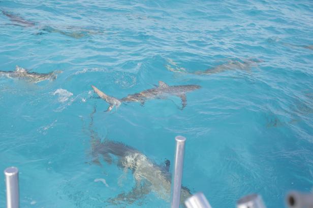 Shark Week: Behind the Scenes of Tiger Shark King | Discovery