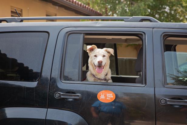 How to Keep Pets Safe from the Heat Wave | Discovery