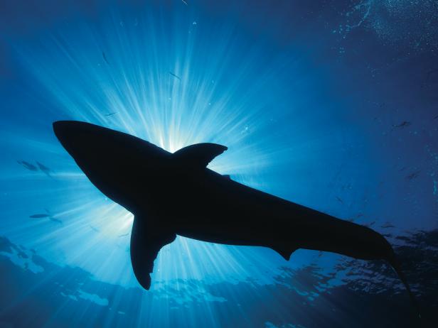 Shark Week: Zen and the Art of Shark Diving | Discovery