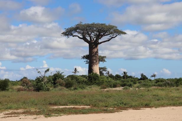 Dr. Seheno Andriantsaralaza on Arbor Day | Discovery