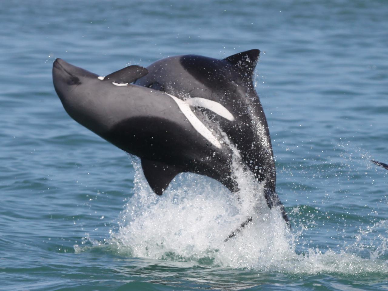 dusky dolphin predators