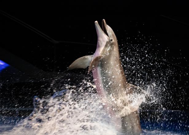 dolphin display