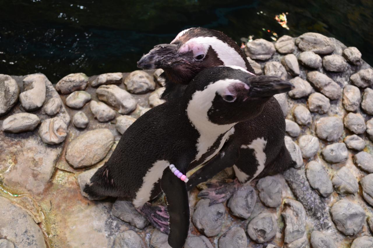 Meet the African Penguins Still in Love After More Than 20 Years ...