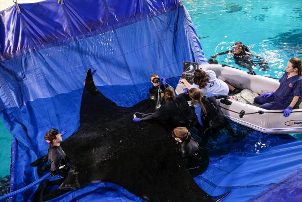 Photos of Aquarium Veterinarians Caring for Massive Sea Animals | Discovery