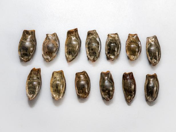 Zebra Shark Eggs Zebra Shark Eggs Are All Unique | Discovery