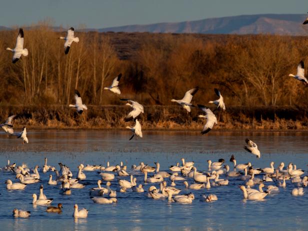 Great Bird Migrations | Discovery