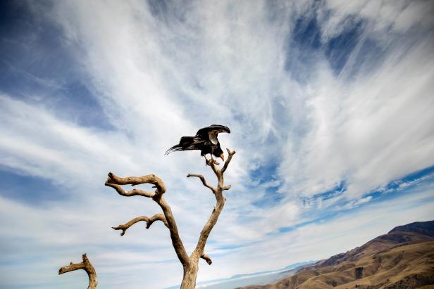 The California Condor , Nature's Comeback Story | Discovery