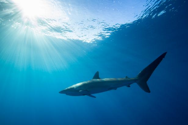 Throwback Thursday: Sharks in Cuba | Discovery