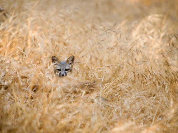 NATURE IN FOCUS: Capturing the Island Fox | Discovery
