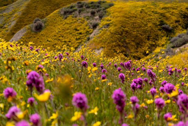 Capturing California's Super Bloom on Camera | Discovery