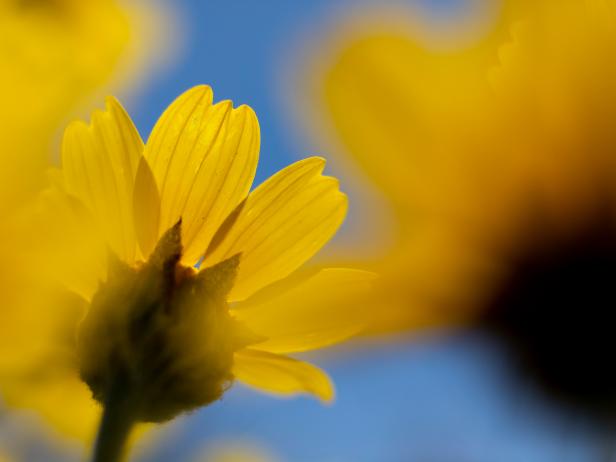 Capturing California's Super Bloom on Camera | Discovery