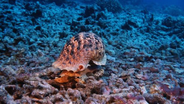 The NRDC Presents: Acid Test | Discovery