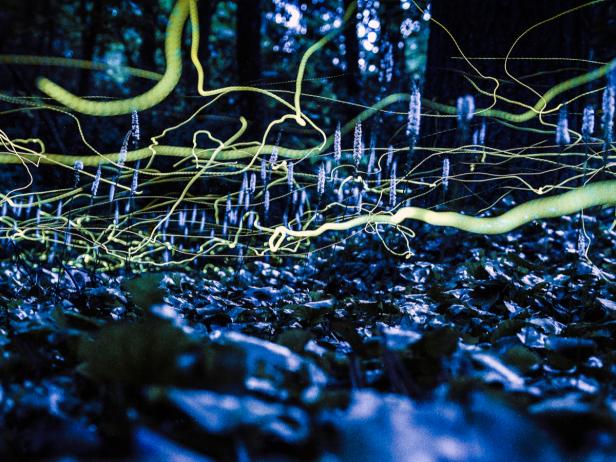Rare Blue Ghost Fireflies Only Glow in One Part of North America ...
