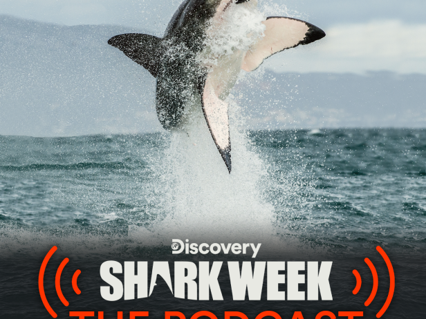 Listen to Shark Week: The Podcast | Discovery