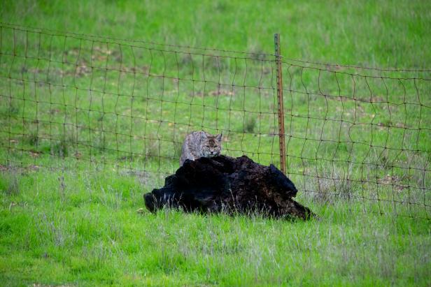 California Bobcat Sighting Photos | Discovery