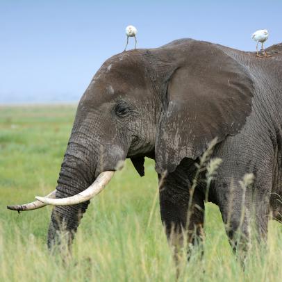 Serengeti | Discovery