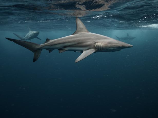 Behind the Scenes: Extinct or Alive: Land of the Lost Sharks | Discovery