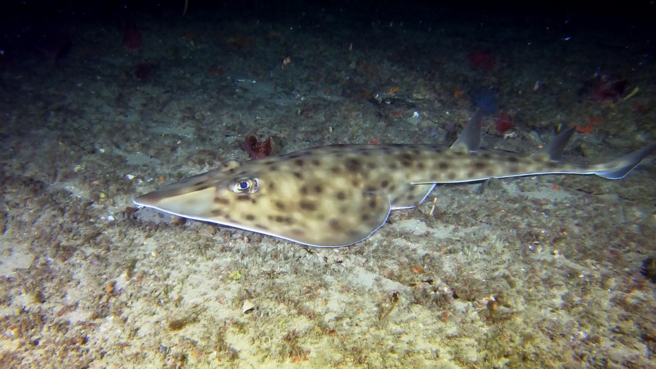 Behind the Scenes: Extinct or Alive: Land of the Lost Sharks | Discovery