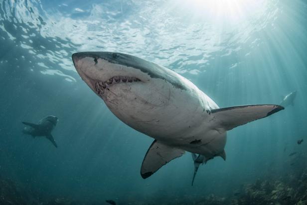 Shark Week Discovery Channel