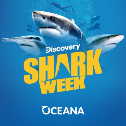 The Latest Shark Week News on Discovery | Discovery