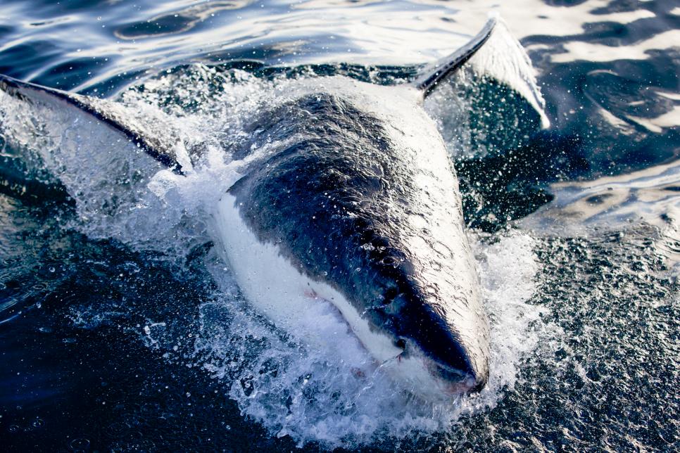 Best Moments of Air Jaws: Going for Gold | Discovery