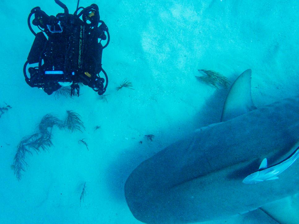 Go Behind the Scenes of Mothersharker | Discovery