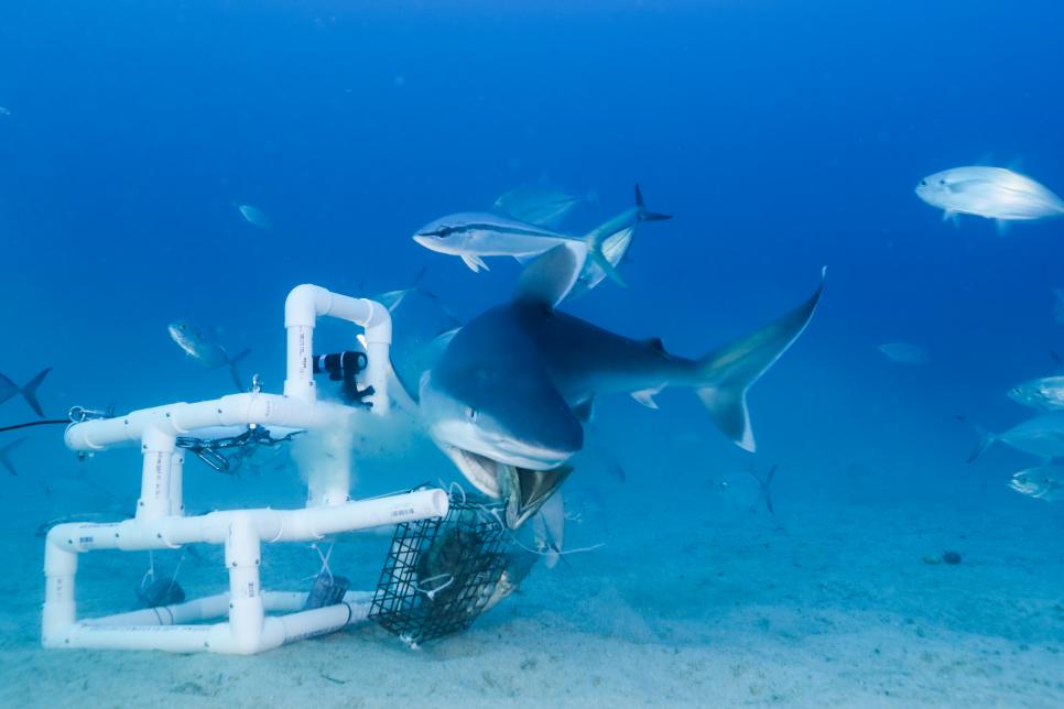 Go Behind the Scenes of Rogue Tiger Shark: The Hunt for Lagertha ...