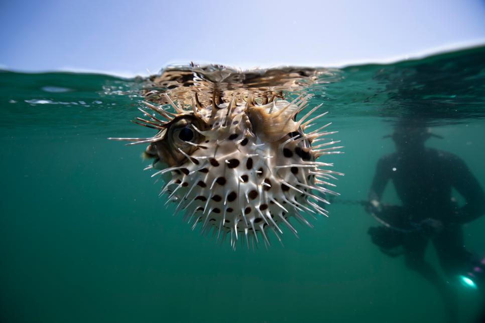 Go Behind the Scenes of Mystery of the Black Demon Shark | Discovery