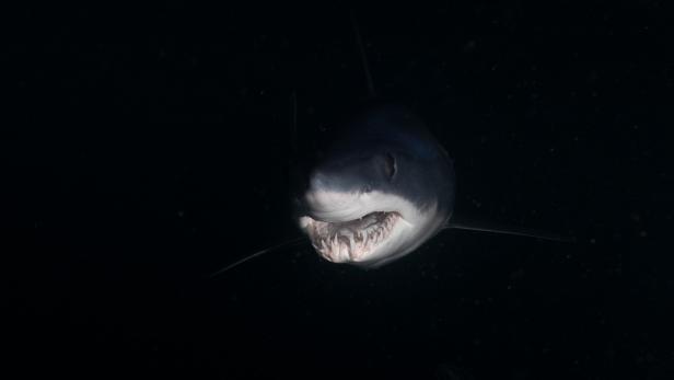 Shark Of Darkness