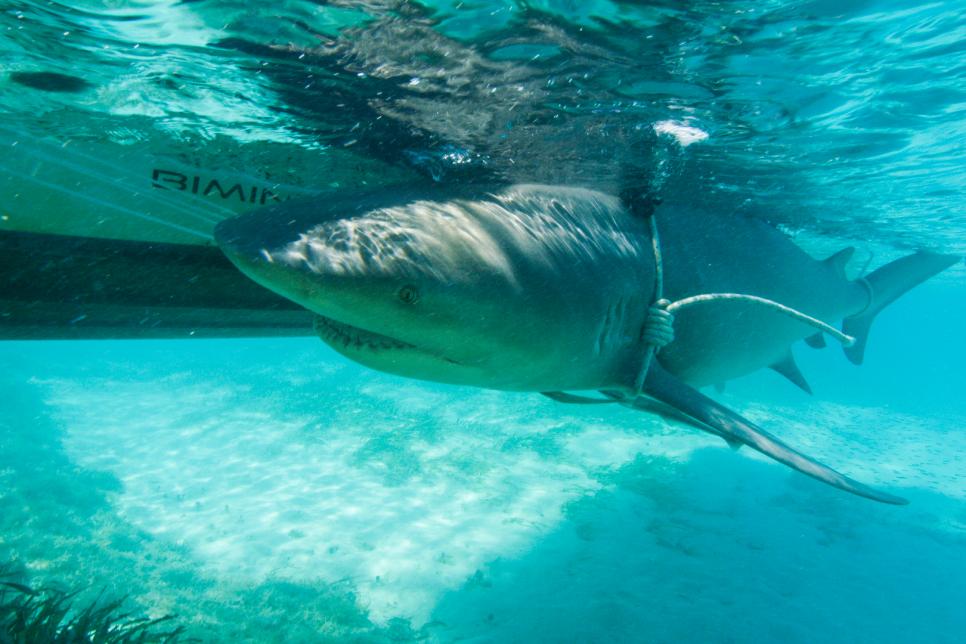 Best Behind the Scenes Moments from Shark Week 2021 | Discovery