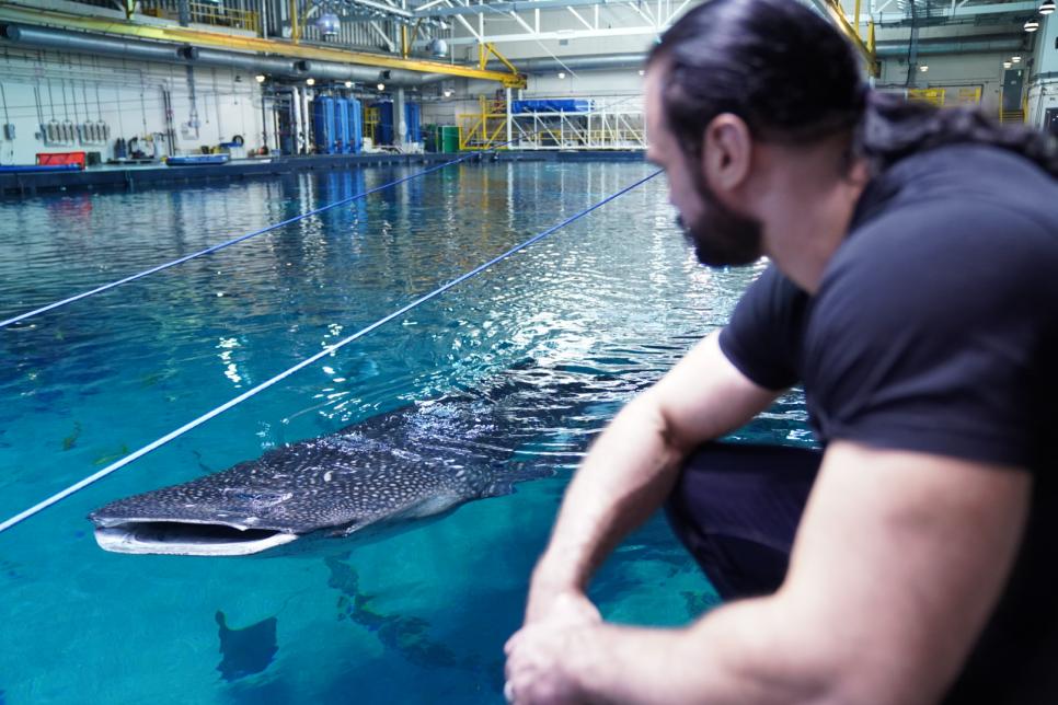 Behind the Scenes of discovery+ exclusive Shark Rumble | Discovery