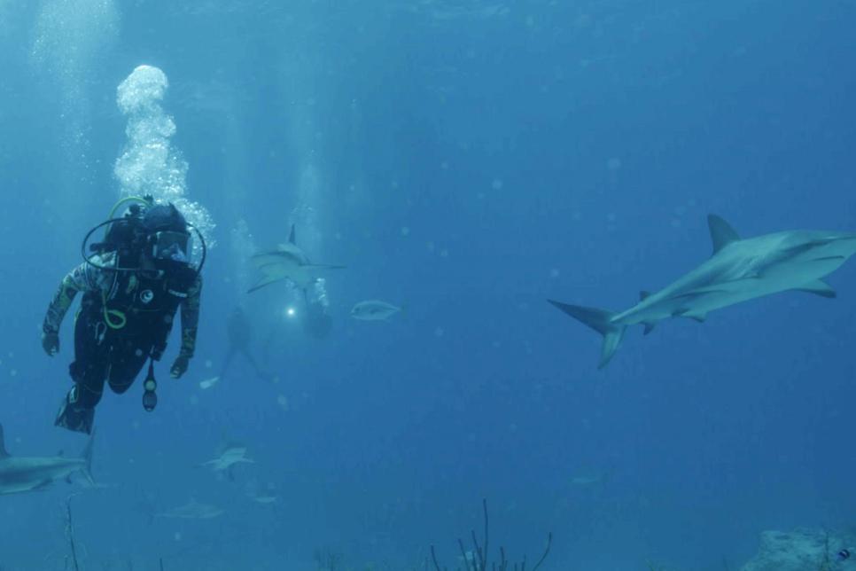 Best Behind the Scenes Moments from Shark Week 2021 | Discovery