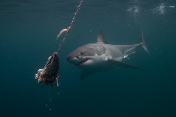 biggest shark killers