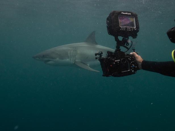 Shark Week: The Podcast – Filming Sharks as a Career | Discovery
