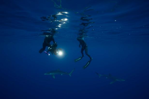 Shark Week 2022 Snuffy The Seal