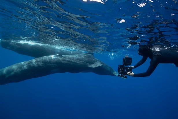 Stream DAWN OF THE MONSTER MAKO on discovery+ | Discovery