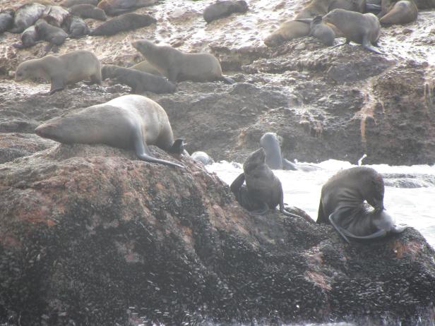 Shark Week 2022 Snuffy The Seal