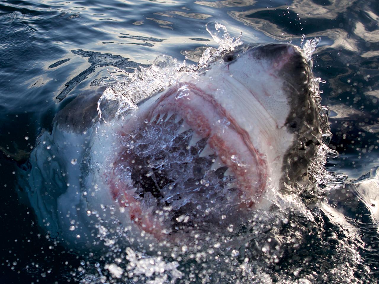 Shark Jumping Out Of Water With Mouth Open Side View
