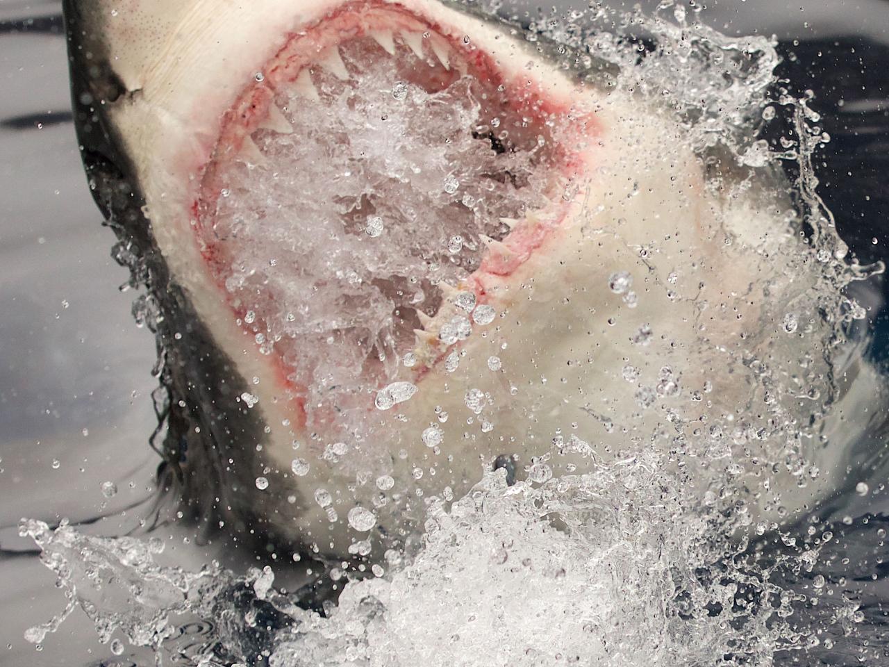 open water shark attack