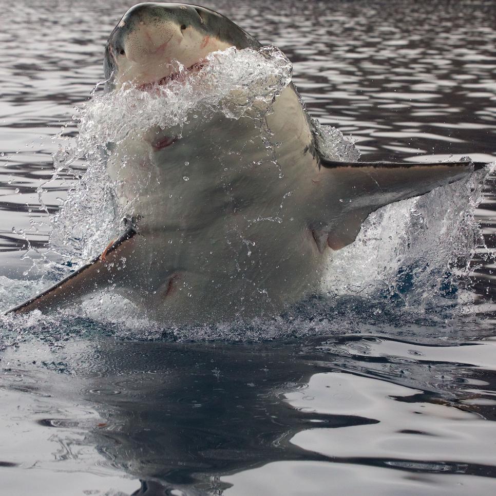 Stream Great White Opean Ocean on discovery+ | Discovery
