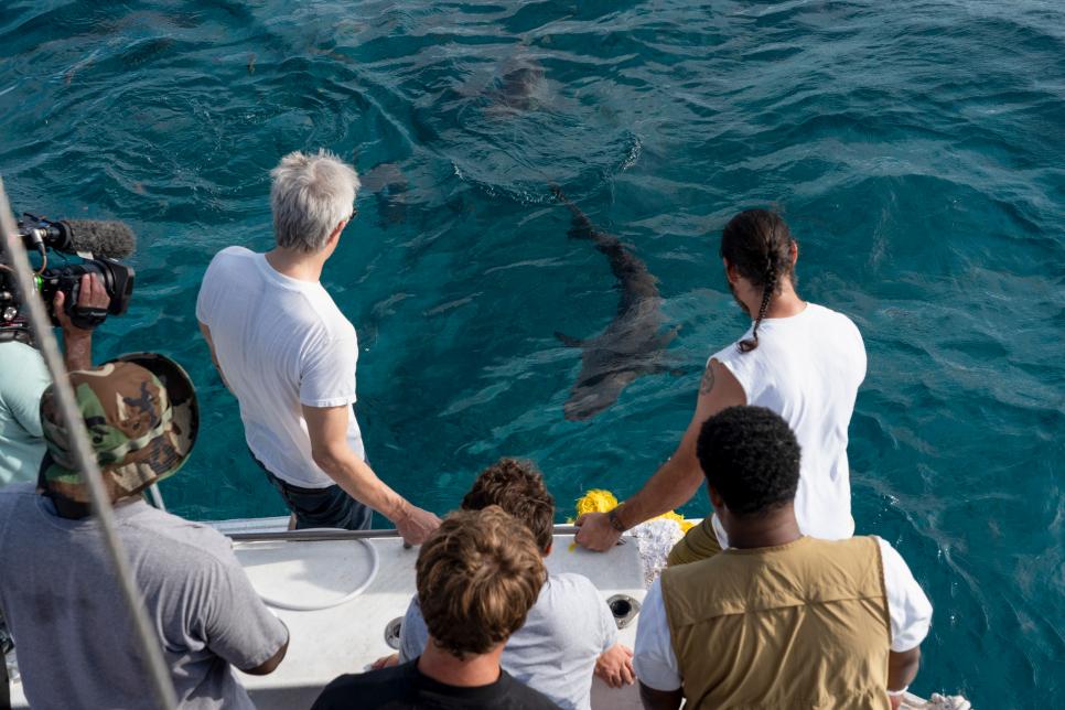 Stream Jackass Shark Week 2.0 on discovery+ | Discovery