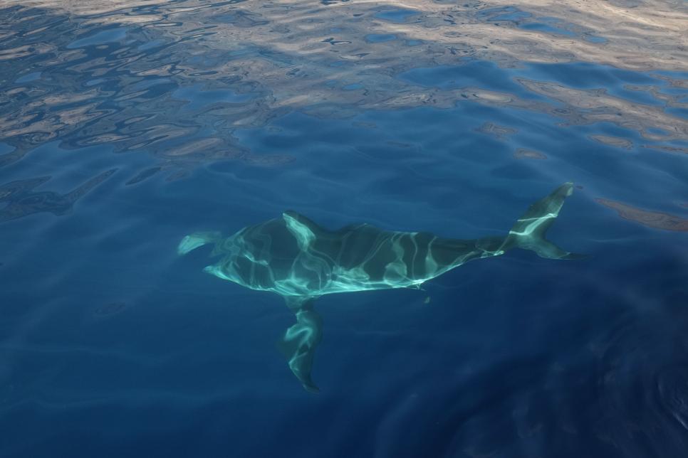 Best Moments: Jaws vs. The Blob | Discovery