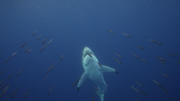Shark Week: The Podcast – The Huge “Blob” Threatening Great White ...