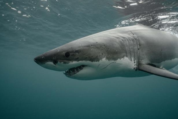 Great White Shark Bottom View
