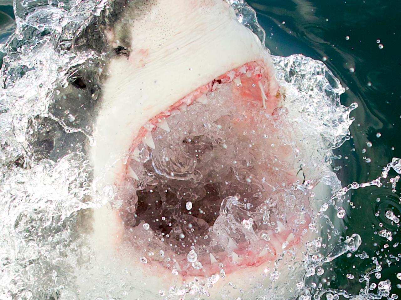 Friday Weird Science The Shark With Two Heads Scicurious