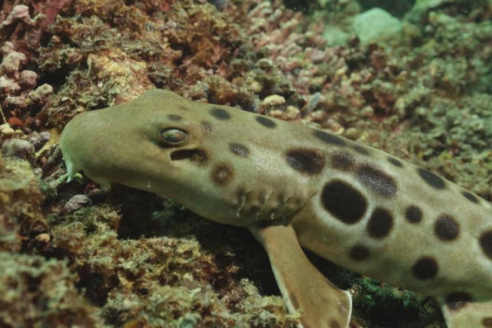 Behind the Science: Islands of the Walking Sharks | Discovery