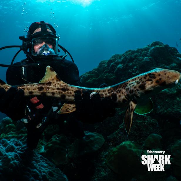 PHOTOS: Dive Into Shark Week 2024 | Discovery