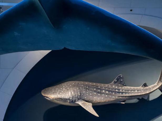 A Guide to Sharks at the American Museum of Natural History | Discovery