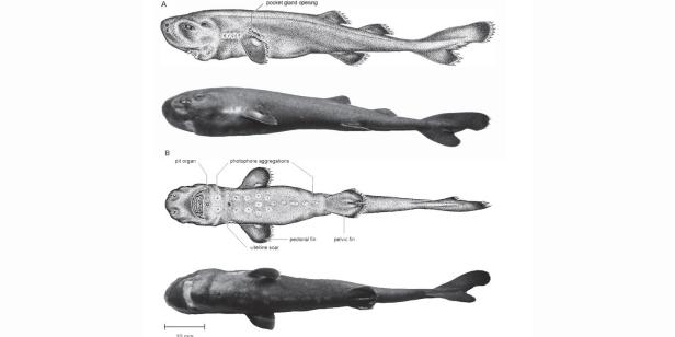 New Pocket Shark Discovery | Discovery